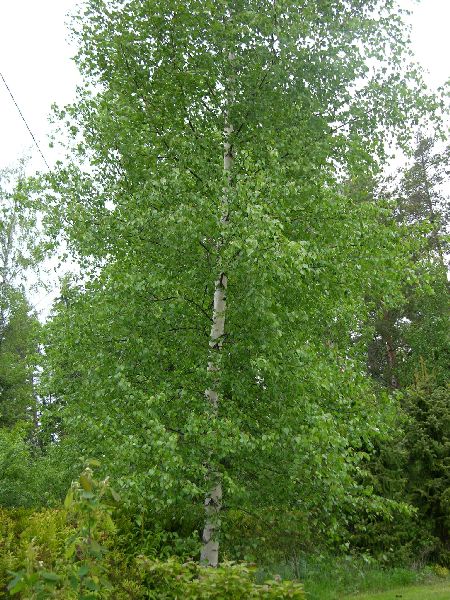 Rauduskoivu Betula pendula - FLÖR verkkokauppa verkkokauppa