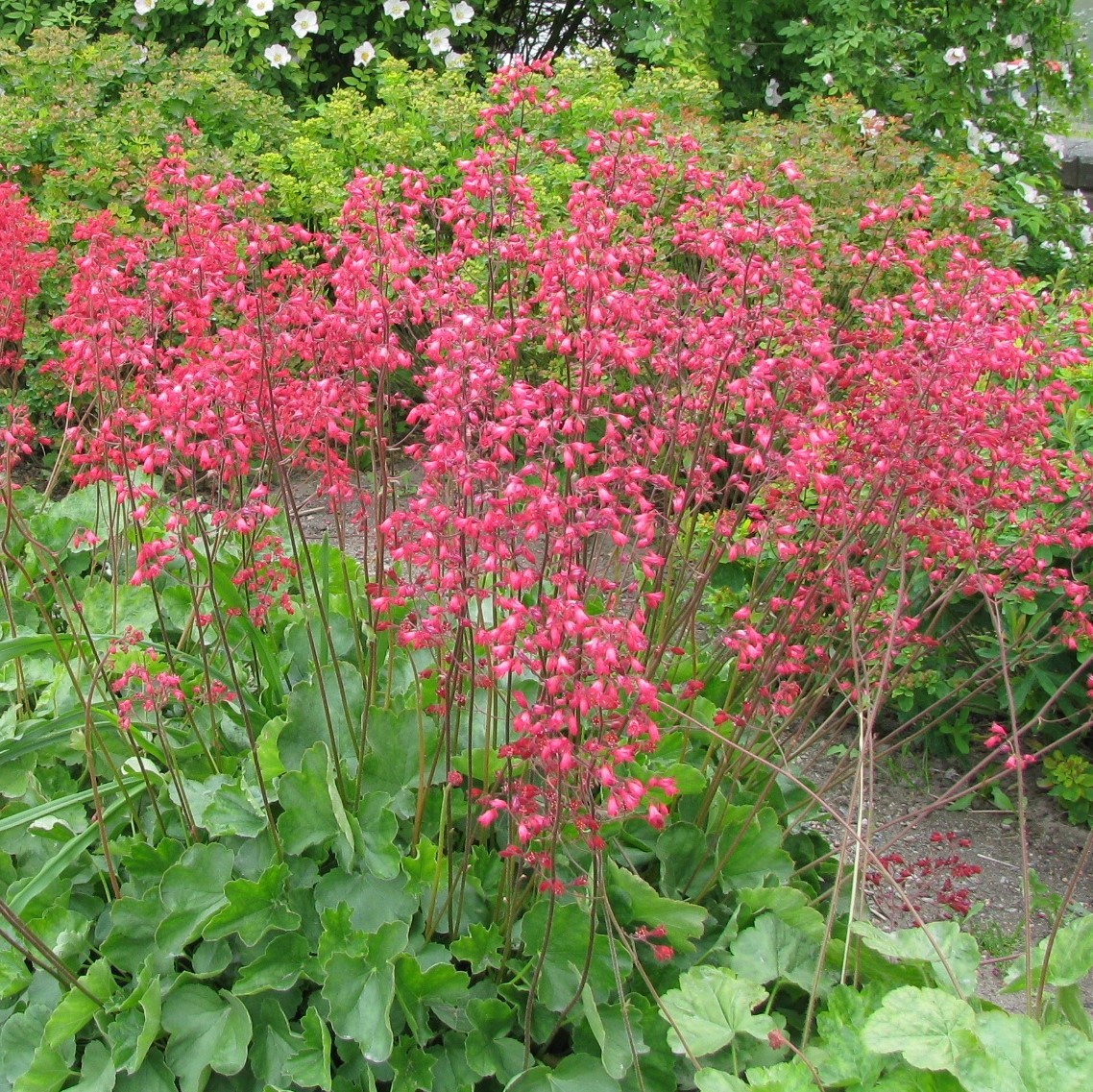 Korallikeijunkukka Splendens Heuchera sanguinea - FLOR verkkokauppa ...