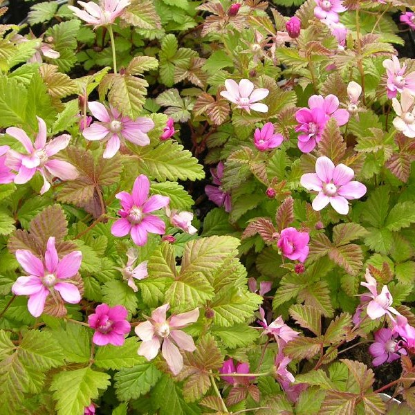 Mesimarja Susanna P9 Rubus arcticus - FLOR verkkokauppa