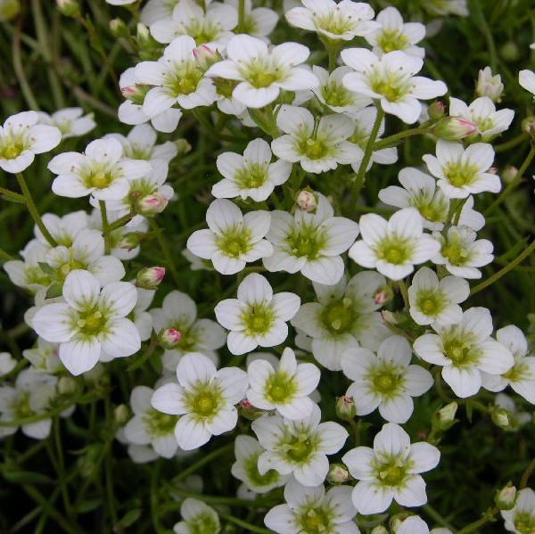 Patjarikko Schneeteppich Saxifraga x arendsii - FLOR verkkokauppa ...
