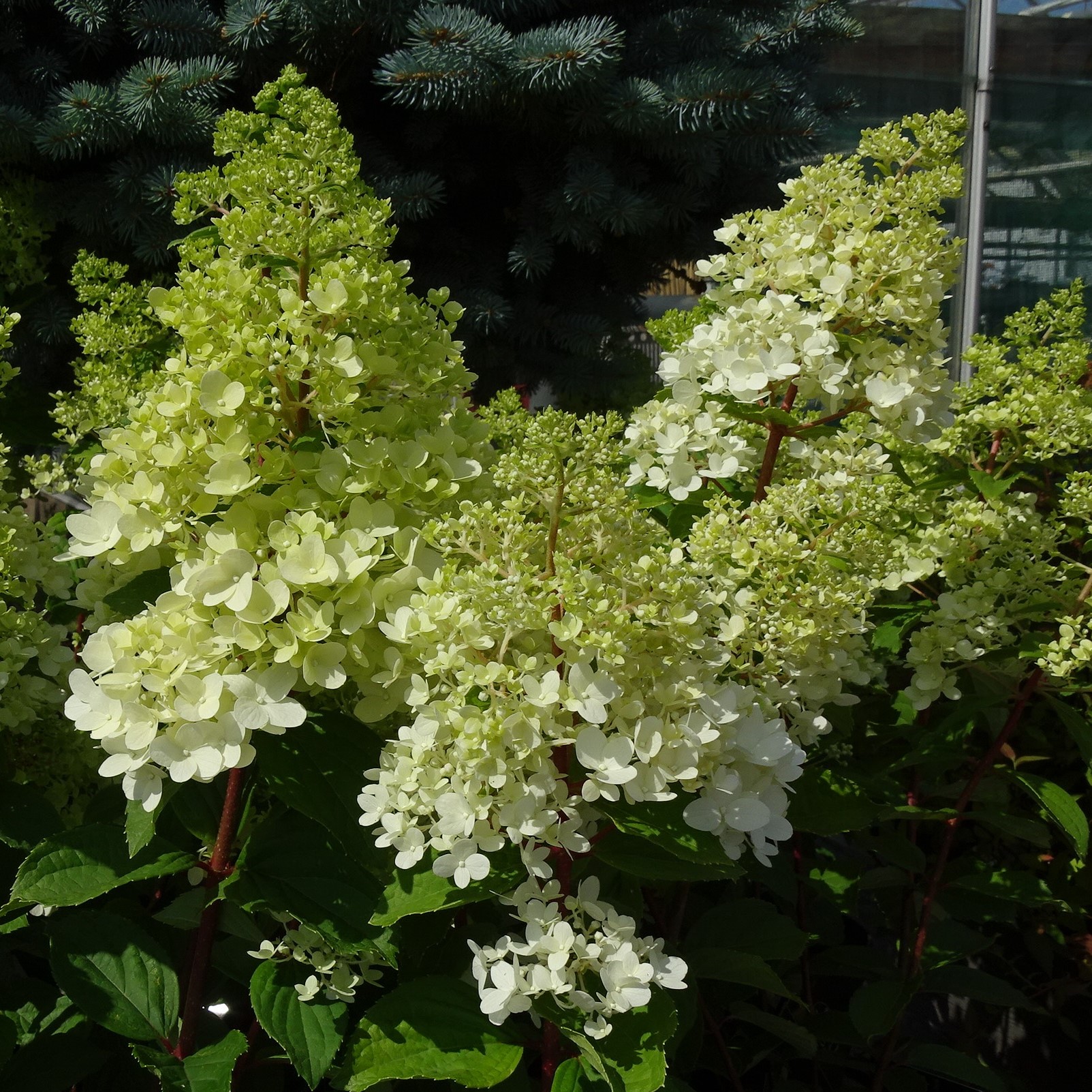 Syyshortensia Magical Moonlight Hydrangea paniculata - FLOR ...