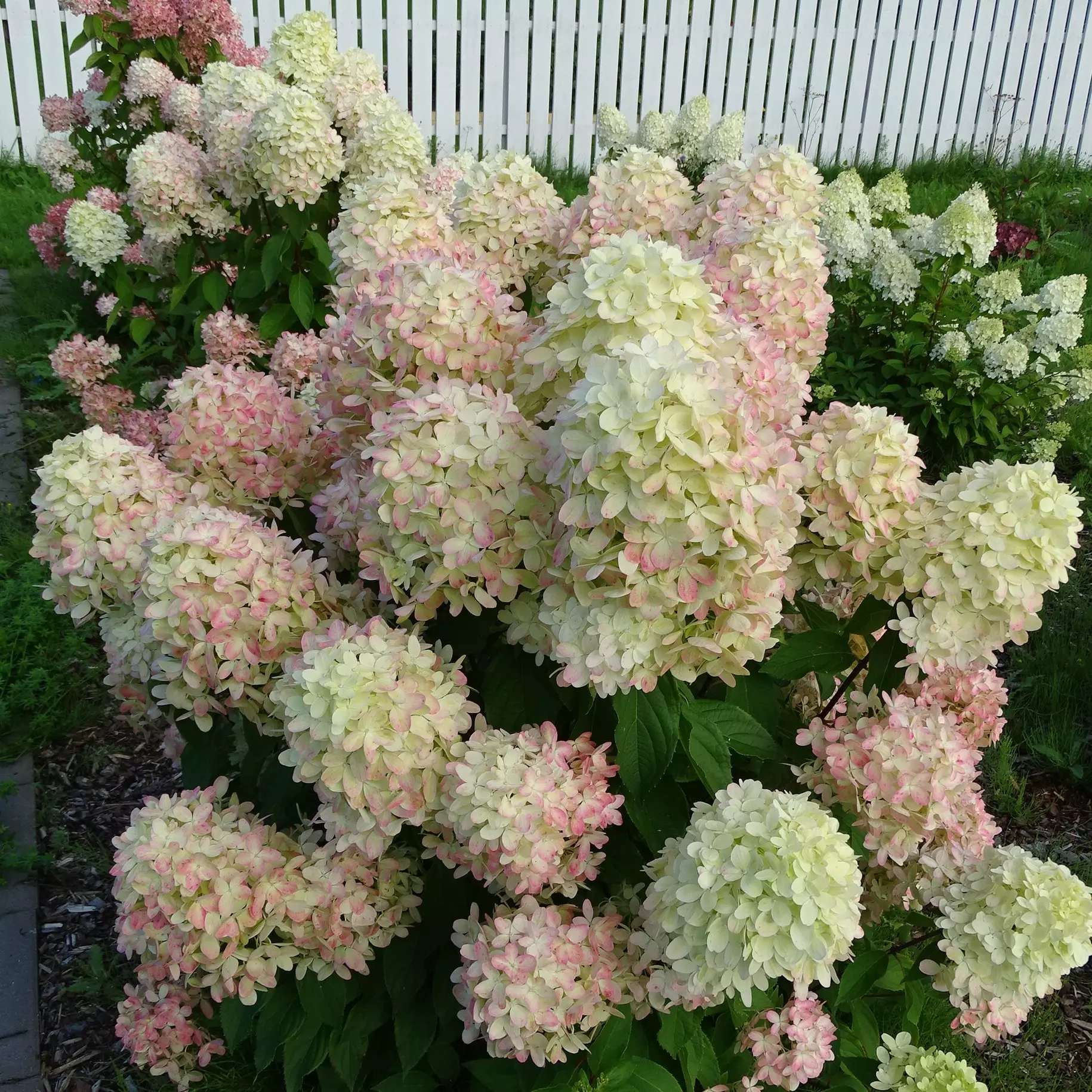 Japaninhortensia Mojito Hydrangea paniculata - FLOR verkkokauppa ...