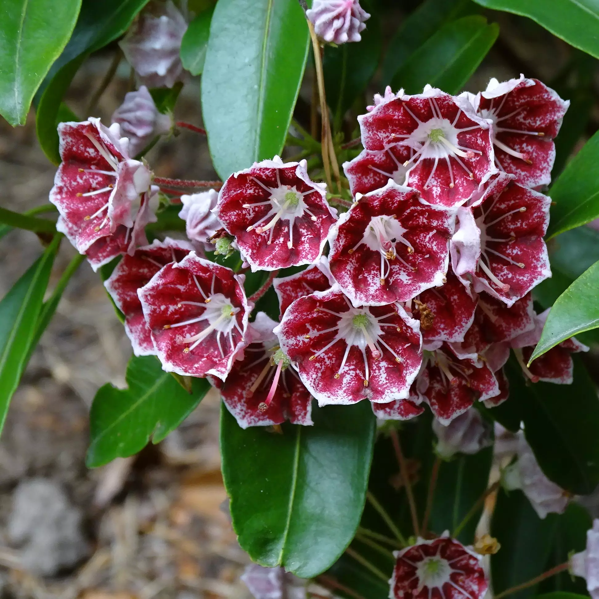 Leveälehtikalmia Pinwheel Kalmia latifolia - FLOR verkkokauppa verkkokauppa