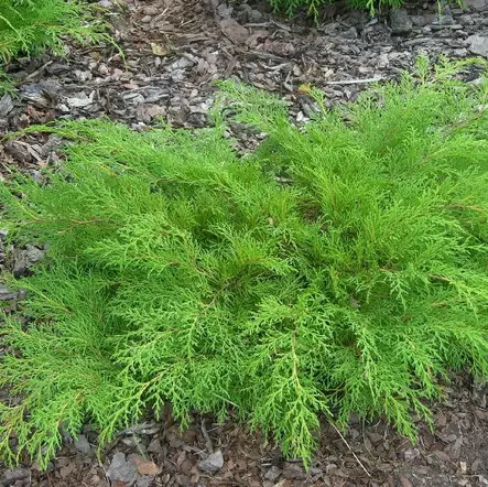 Laaja valikoima puutarhakasveja Flör Kukka ja Puutarhassa.