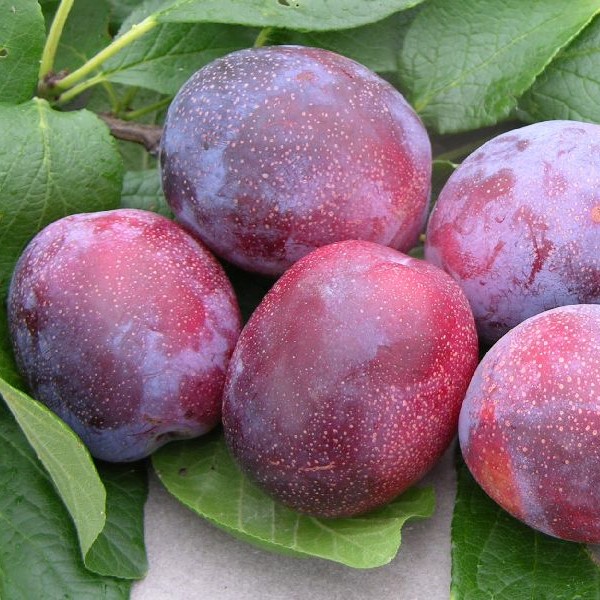 Luumupuu Jubileum Prunus domestica - FLOR verkkokauppa