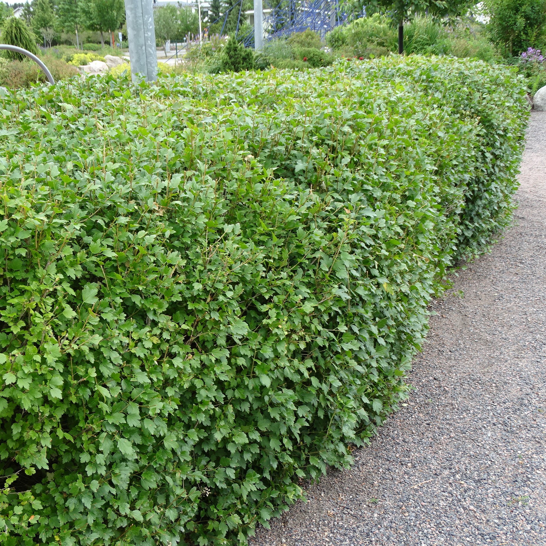 Taikinamarja aitataimi Ribes alpinum - FLOR verkkokauppa verkkokauppa