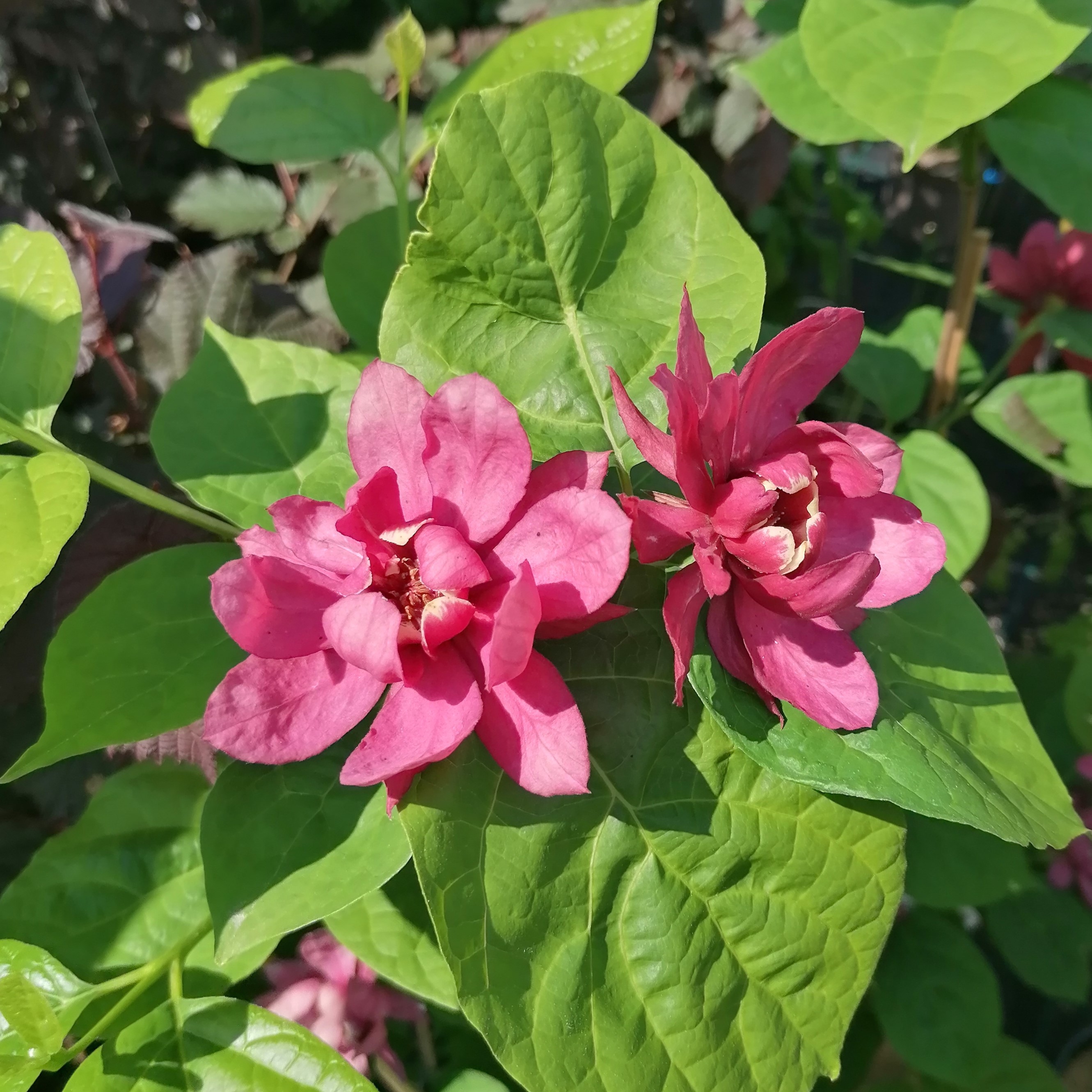 Karolinankalukki Hartlage Wine Calycanthus x raulstonii - FLOR ...