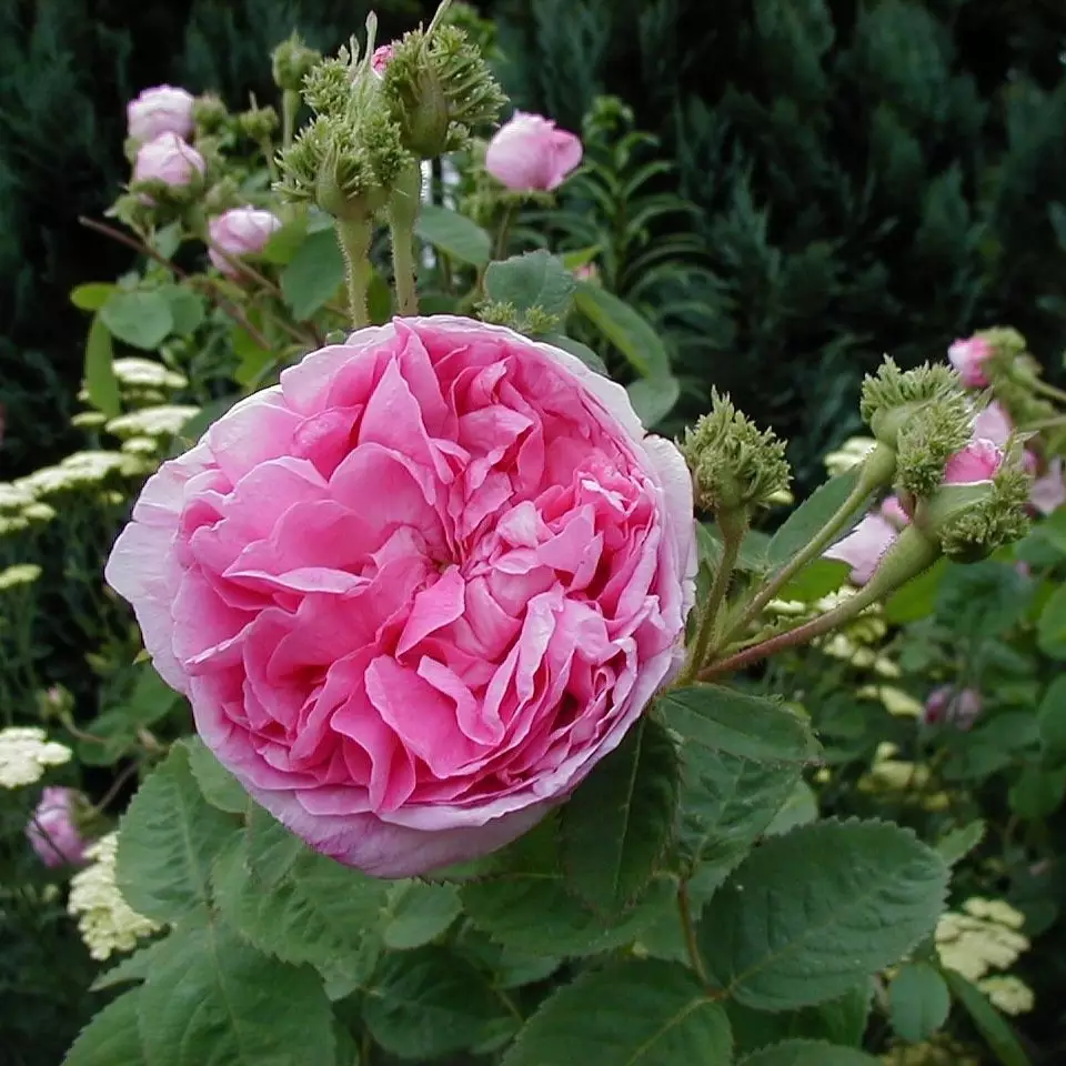 Kartanoruusu Chapeau de Napoleon Rosa Centifolia-Ryhmä - FLOR ...