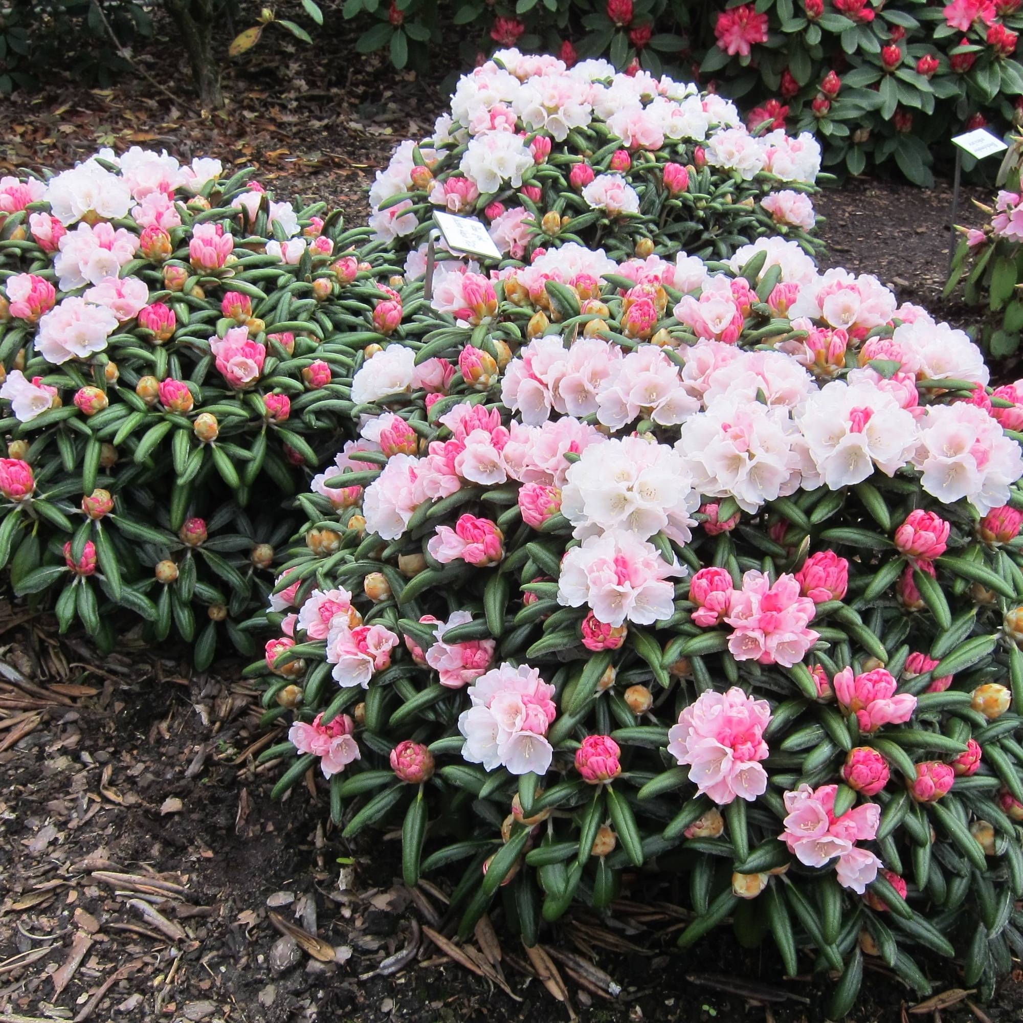 Yakushimanalppiruusu Koichiro Wada Rhododendron yakushimanum - FLOR ...