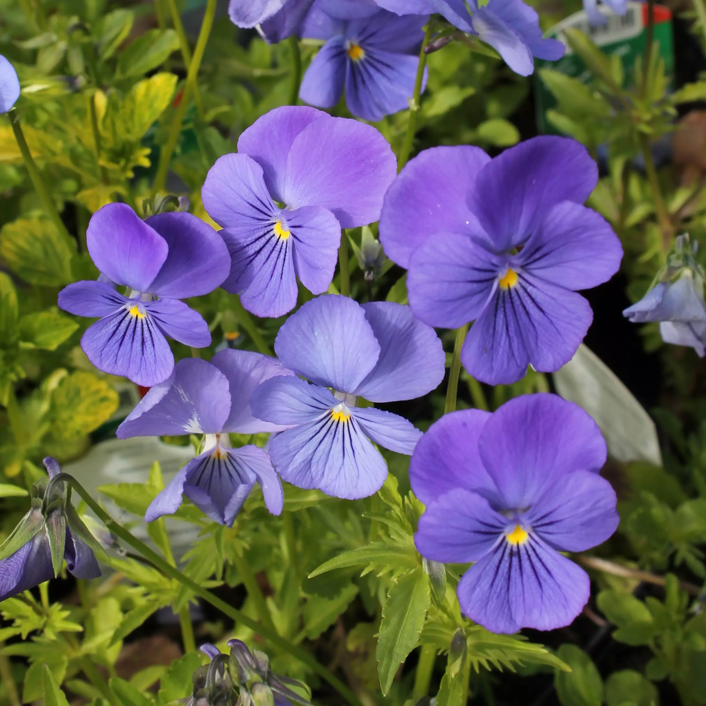 Black Viola Seeds VIOLA Cornuta ADMIRE BLUE - Muller Seeds Viola Brush ...