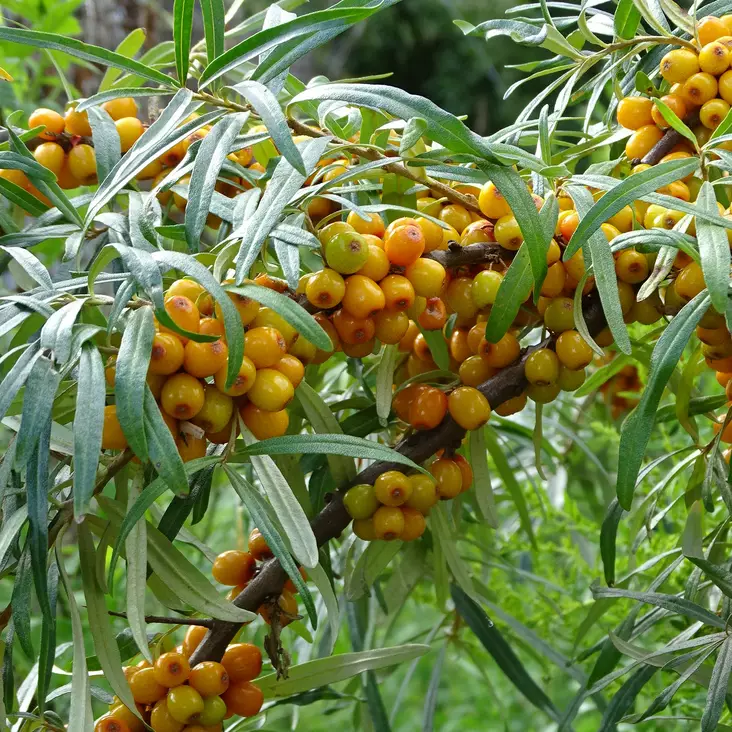 Tyrni Eva marjova Hippophae rhamnoides - FLOR verkkokauppa