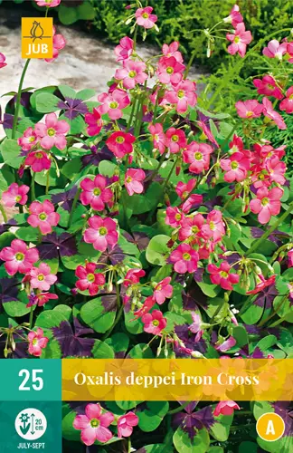 Käenkaali Iron Cross 25 kpl/pkt Oxalis deppei - FLOR verkkokauppa