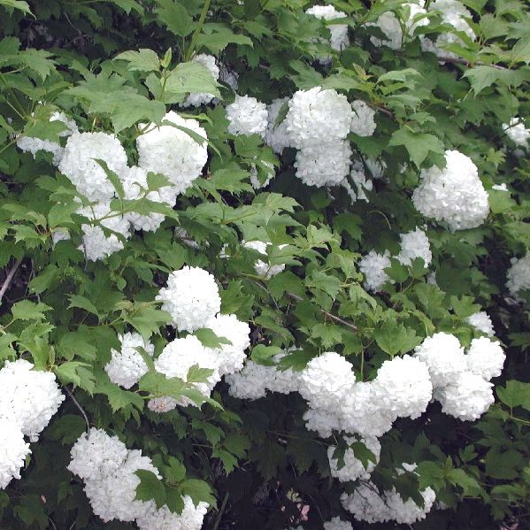 Lumipalloheisi Pohjan Neito Viburnum opulus - FLOR verkkokauppa ...