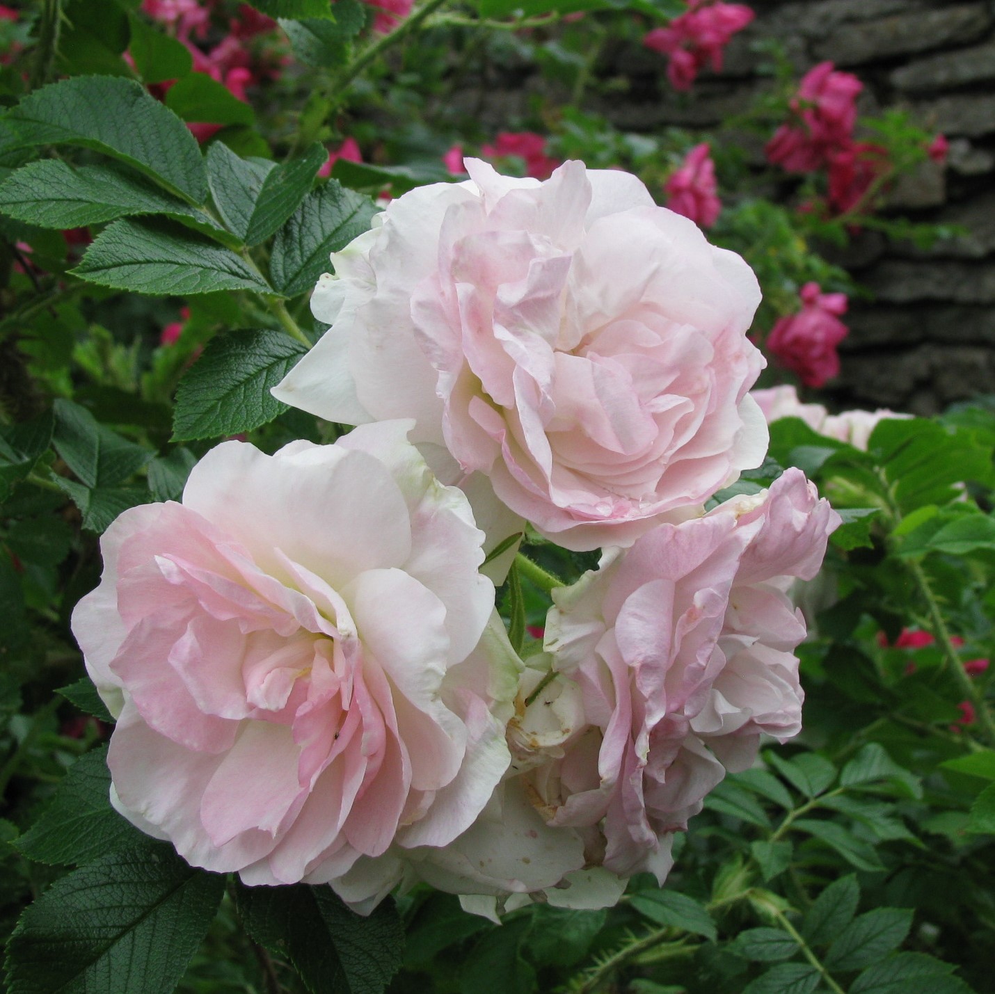 Tarhakurtturuusu Ritausma Rosa Rugosa-Ryhmä - FLOR verkkokauppa ...