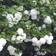 Lumipalloheisi Pohjan Neito Viburnum opulus - FLOR verkkokauppa ...