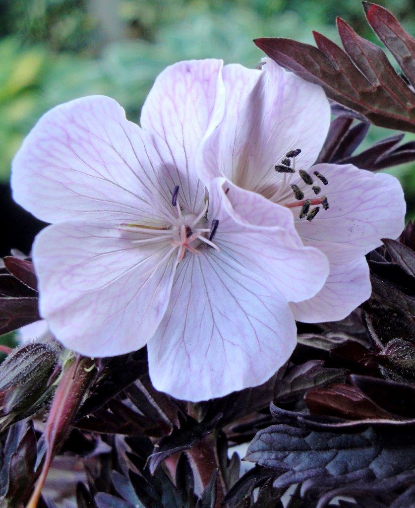 Kyläkurjenpolvi Midnight Ghost Geranium pratense - FLÖR verkkokauppa ...