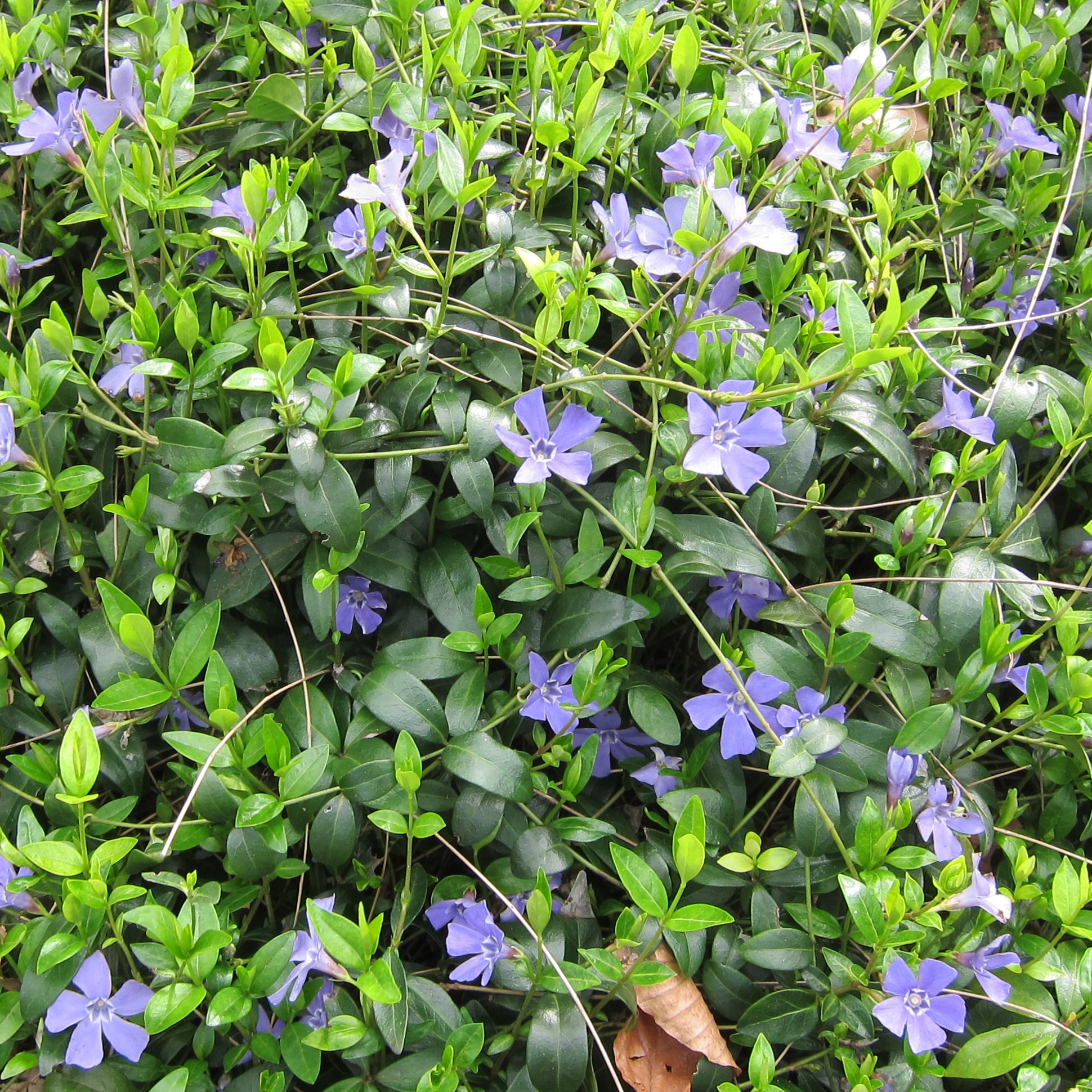 Pikkutalvio Vinca minor - FLOR verkkokauppa verkkokauppa