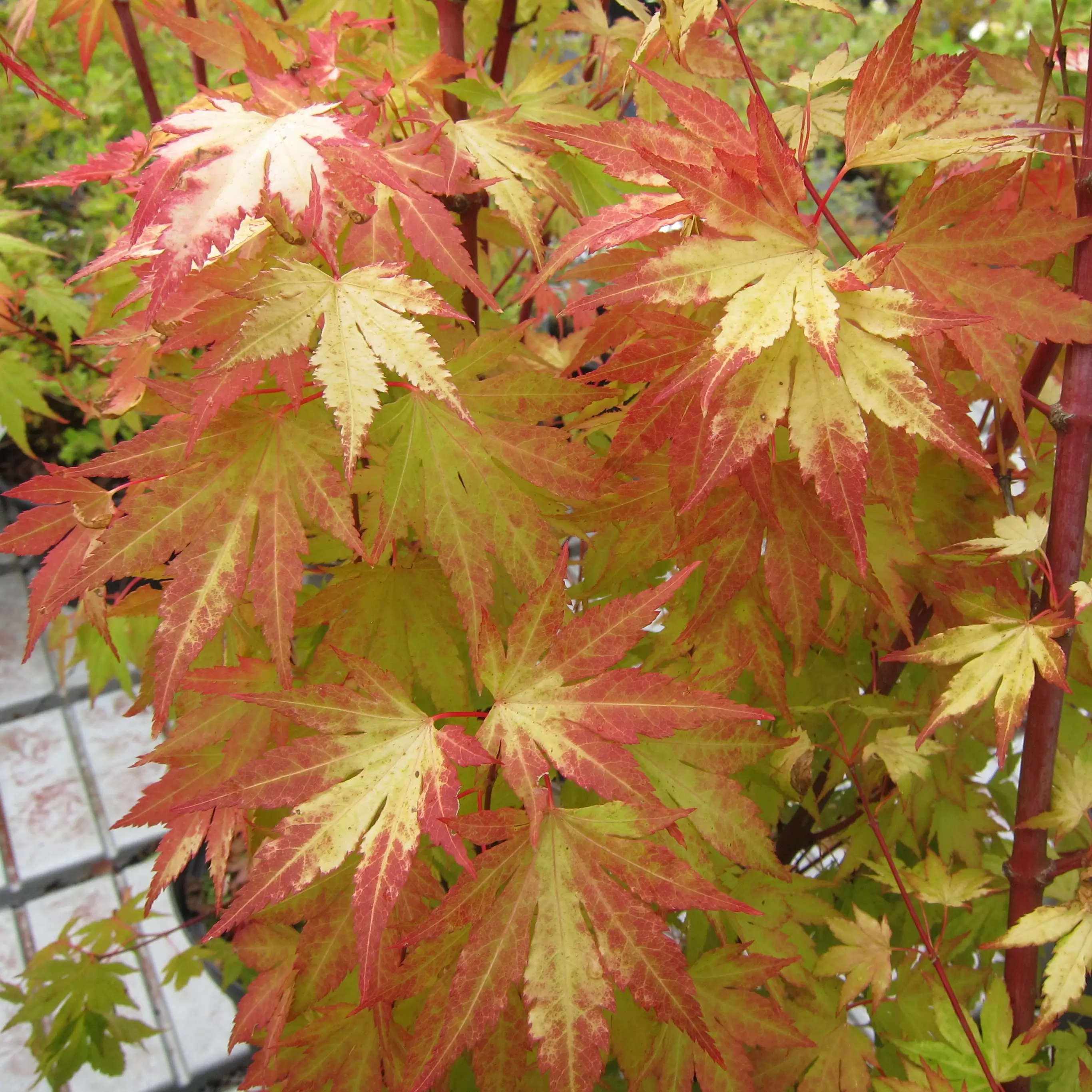 Japaninvaahtera Orange Dream Acer palmatum - FLOR verkkokauppa