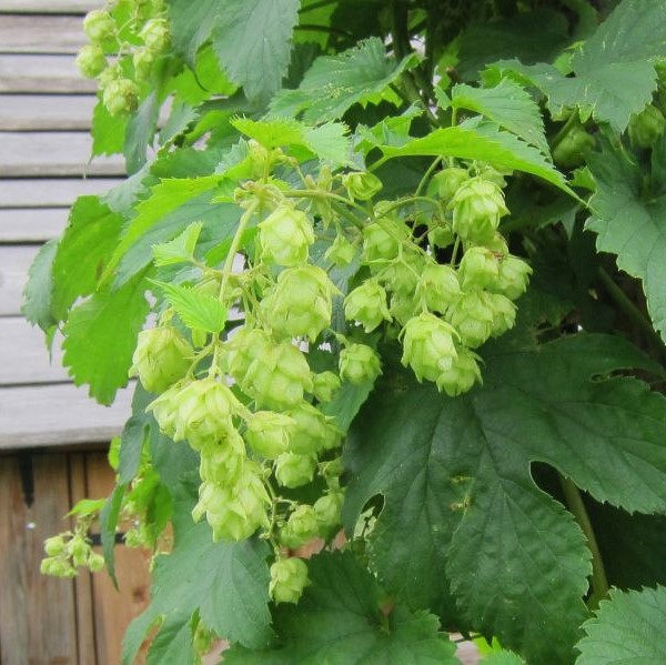 Käpyhumala Magnum Humulus lupulus - FLOR verkkokauppa verkkokauppa