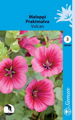 Maloppi Vulcan Malope trifida - FLOR verkkokauppa verkkokauppa